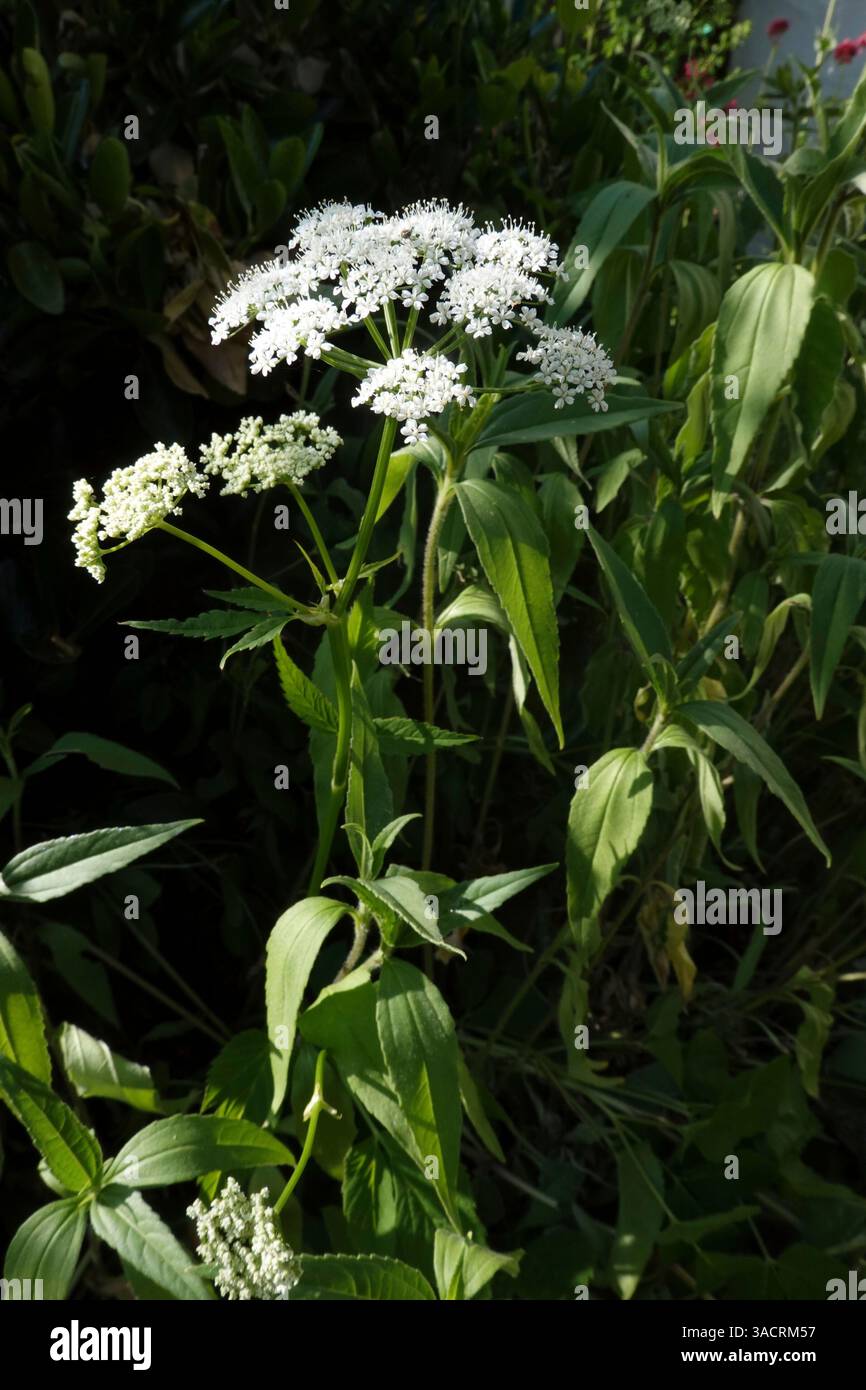 Aegopodium podagraria inflorescence close hi-res stock photography and ...