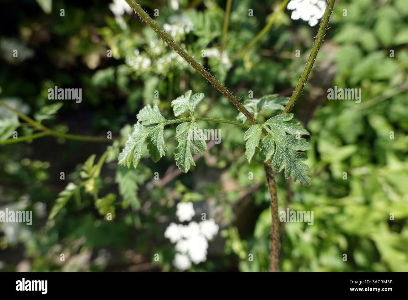 rough chervil (Chaerophyllum temulum), hairy leaves Stock Photo - Alamy