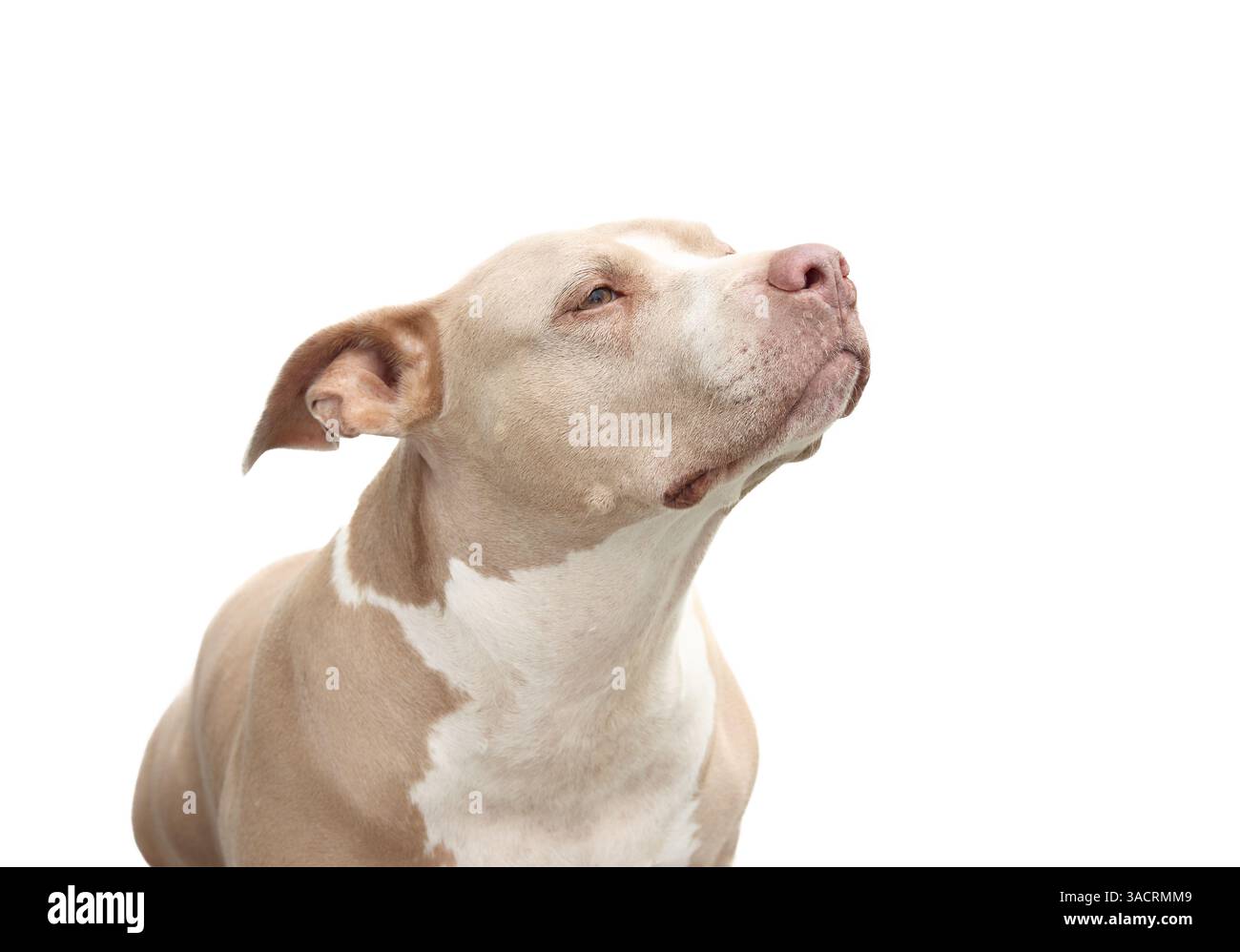 Curious dog looking up smelling something. Isolated. Top view of large ...