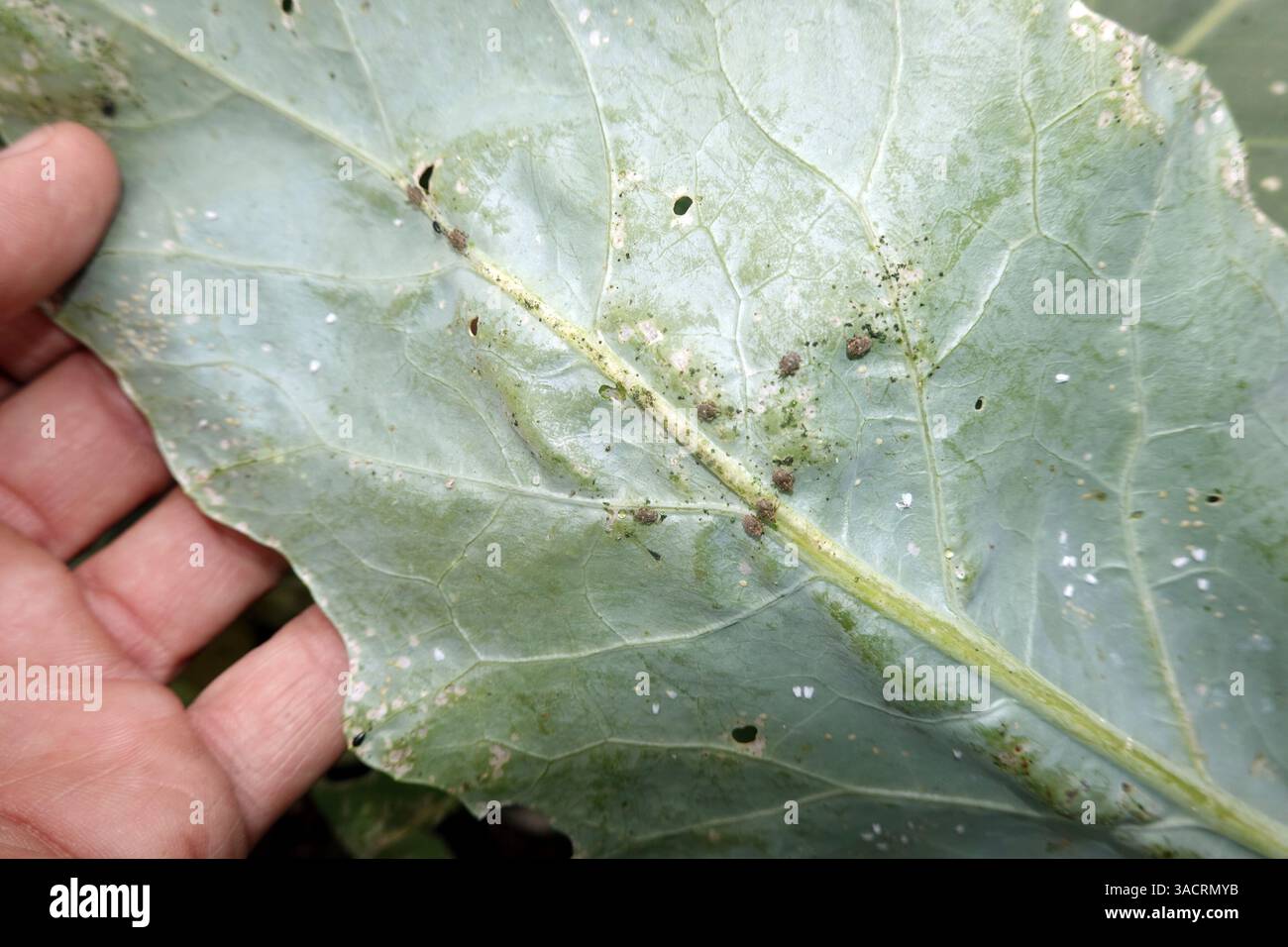 Spotted cabbage stem weevil (Ceutorhynchus pallidactylus) on kohlrabi ...