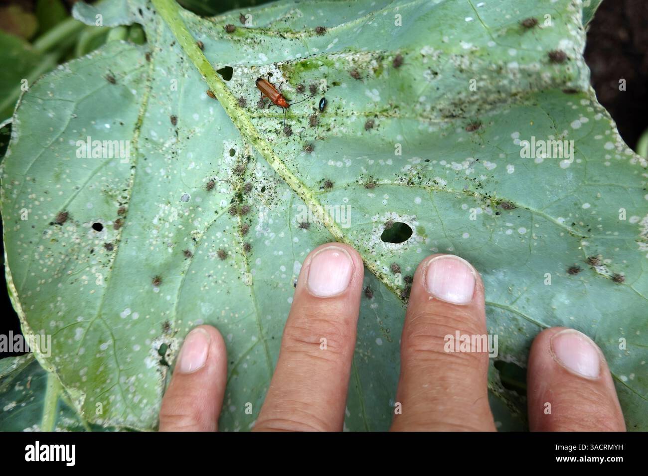 Spotted cabbage stem weevil (Ceutorhynchus pallidactylus) on kohlrabi ...