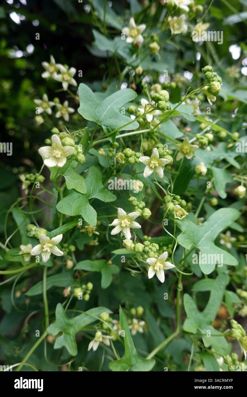 red bryony (Bryonia dioica), English mandrake, syn. Bryonia cretica ssp ...