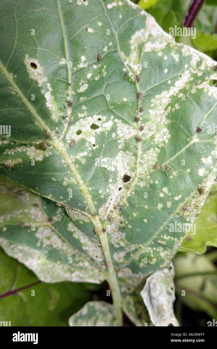 Spotted cabbage stem weevil (Ceutorhynchus pallidactylus) on kohlrabi ...