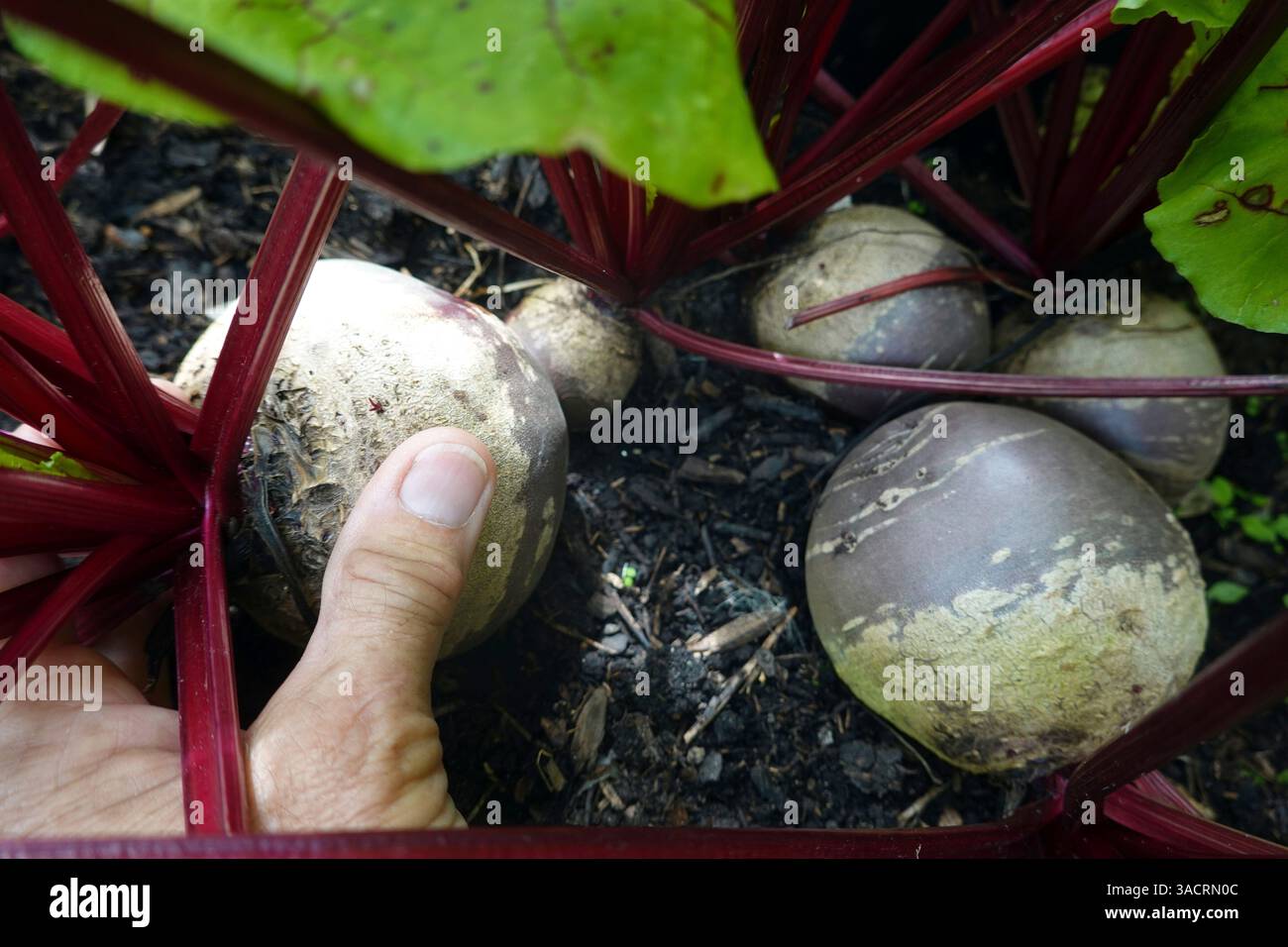 Beet (Beta vulgaris subsp. vulgaris), beet, plants in raised beds Stock ...