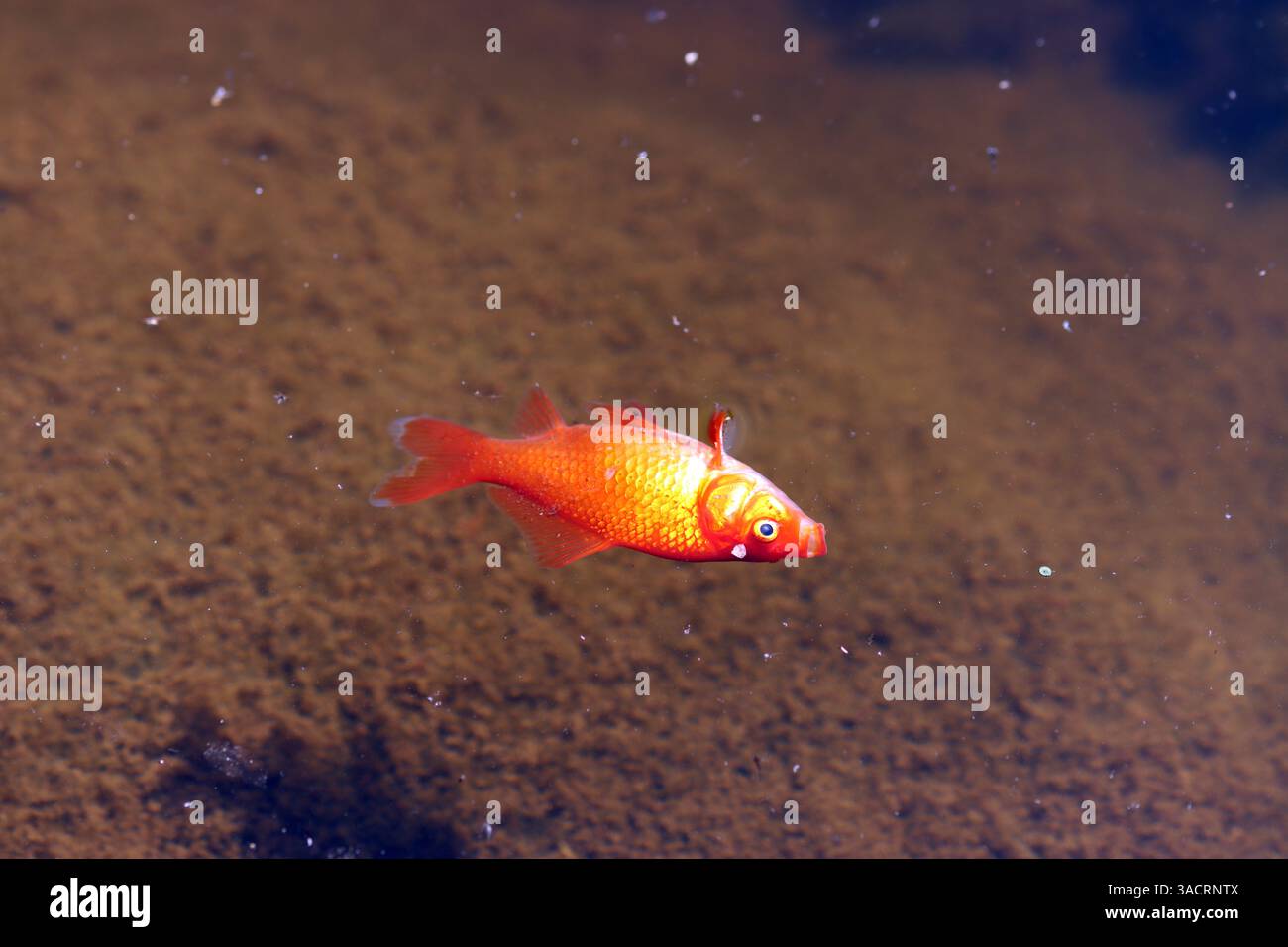 Dead goldfish (Carassius auratus) in the garden pond Stock Photo - Alamy