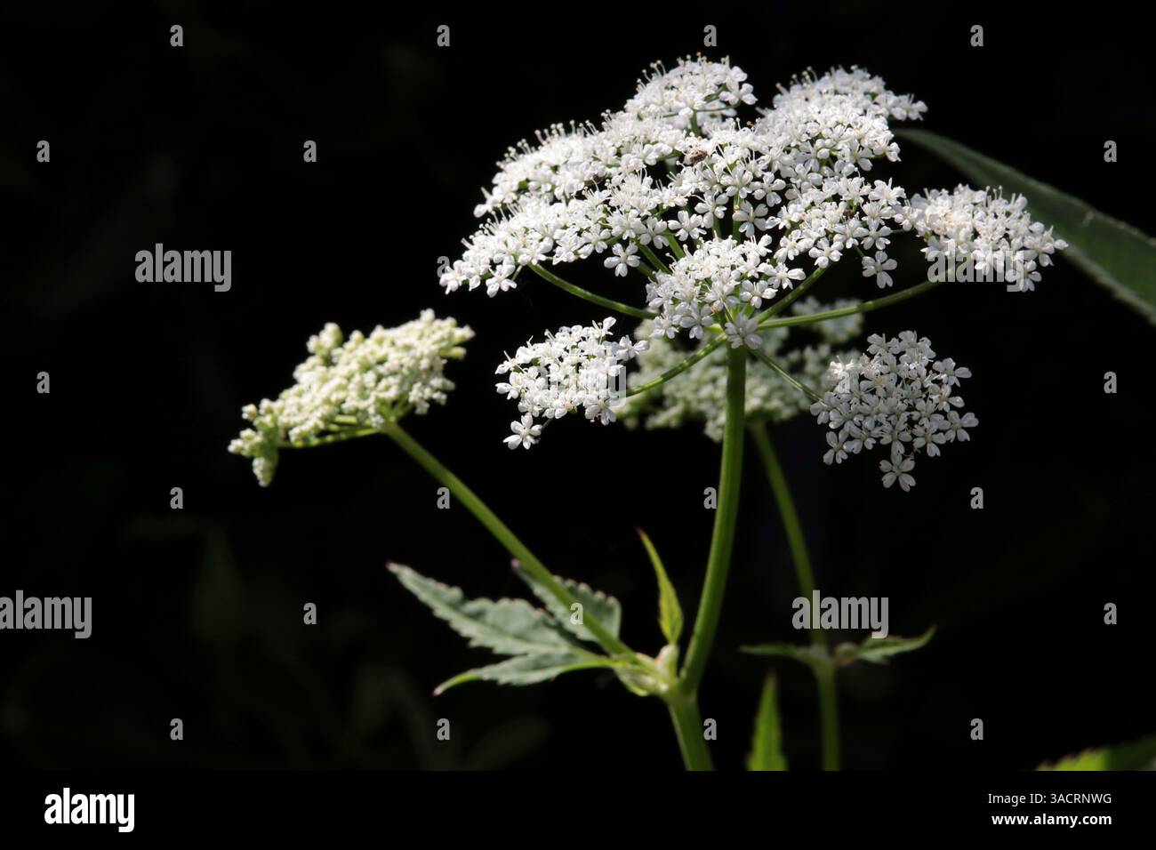 Common ground elder (Aegopodium podagraria) - flower umbel Stock Photo ...