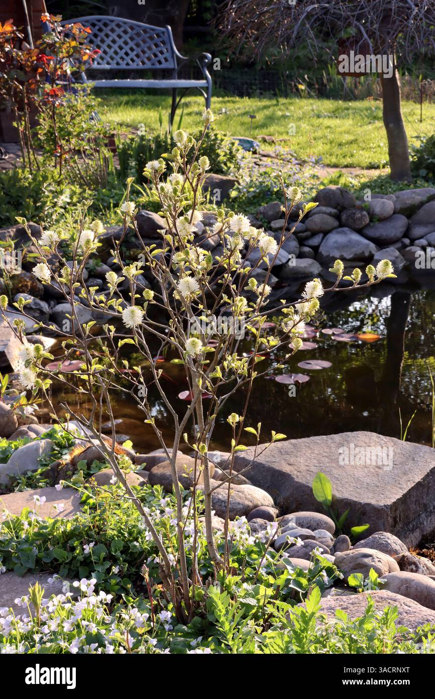 Large feather bush (Fothergilla major) - flowering shrub Stock Photo ...