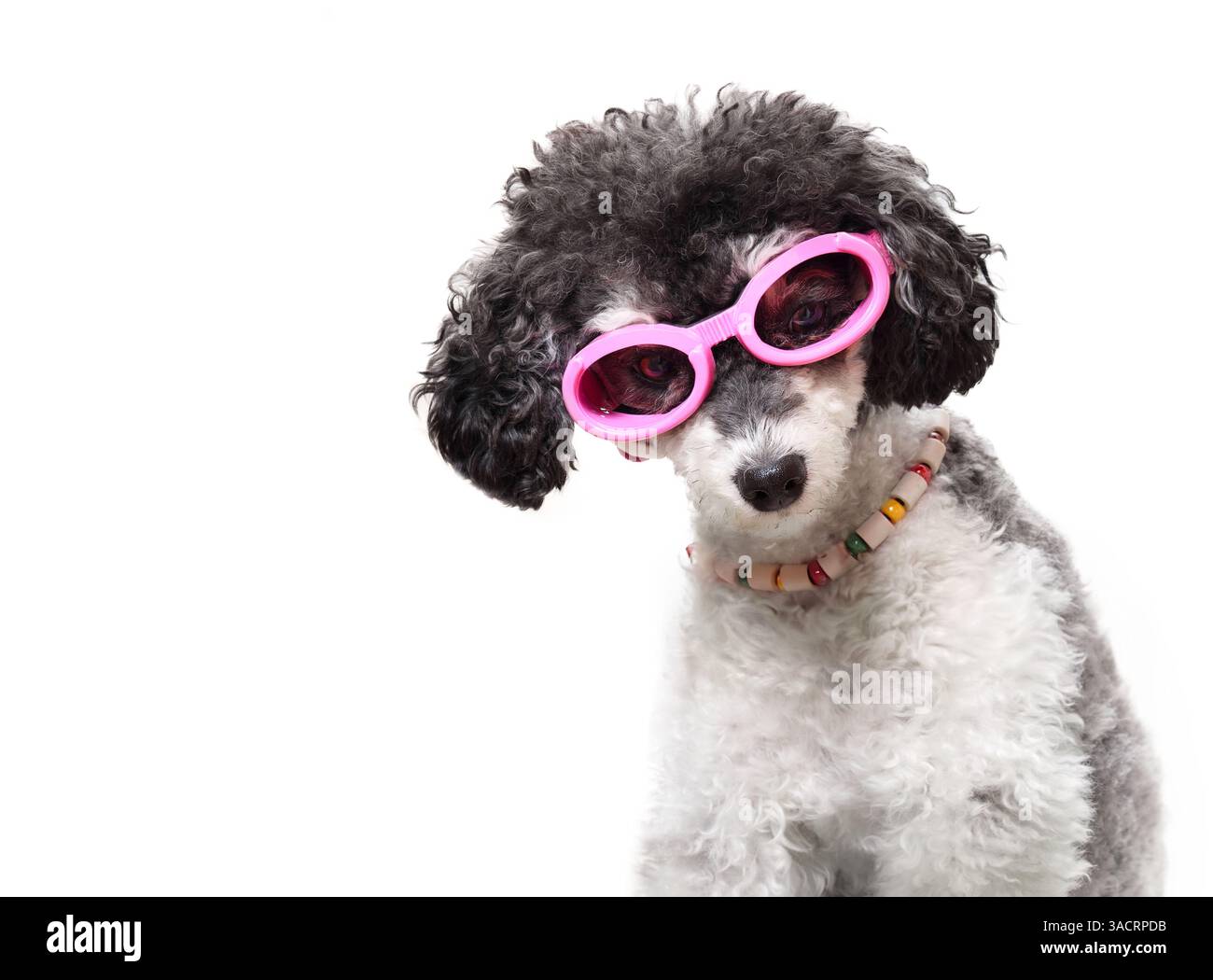 Funny dog with eyeglasses looking at camera and head tilted. Smart ...