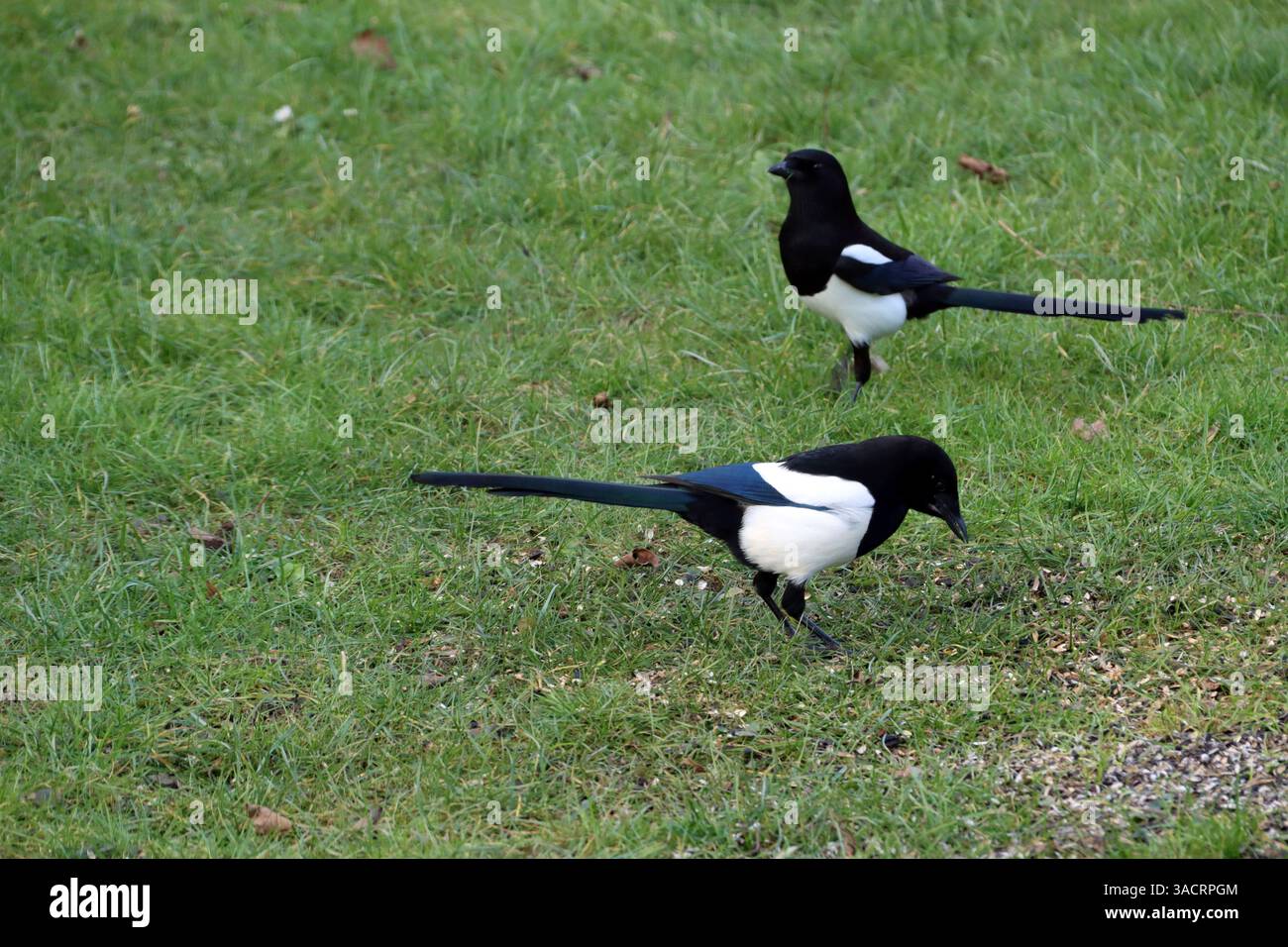 Two magpies (Pica pica) at a bird feeder in the garden Stock Photo - Alamy