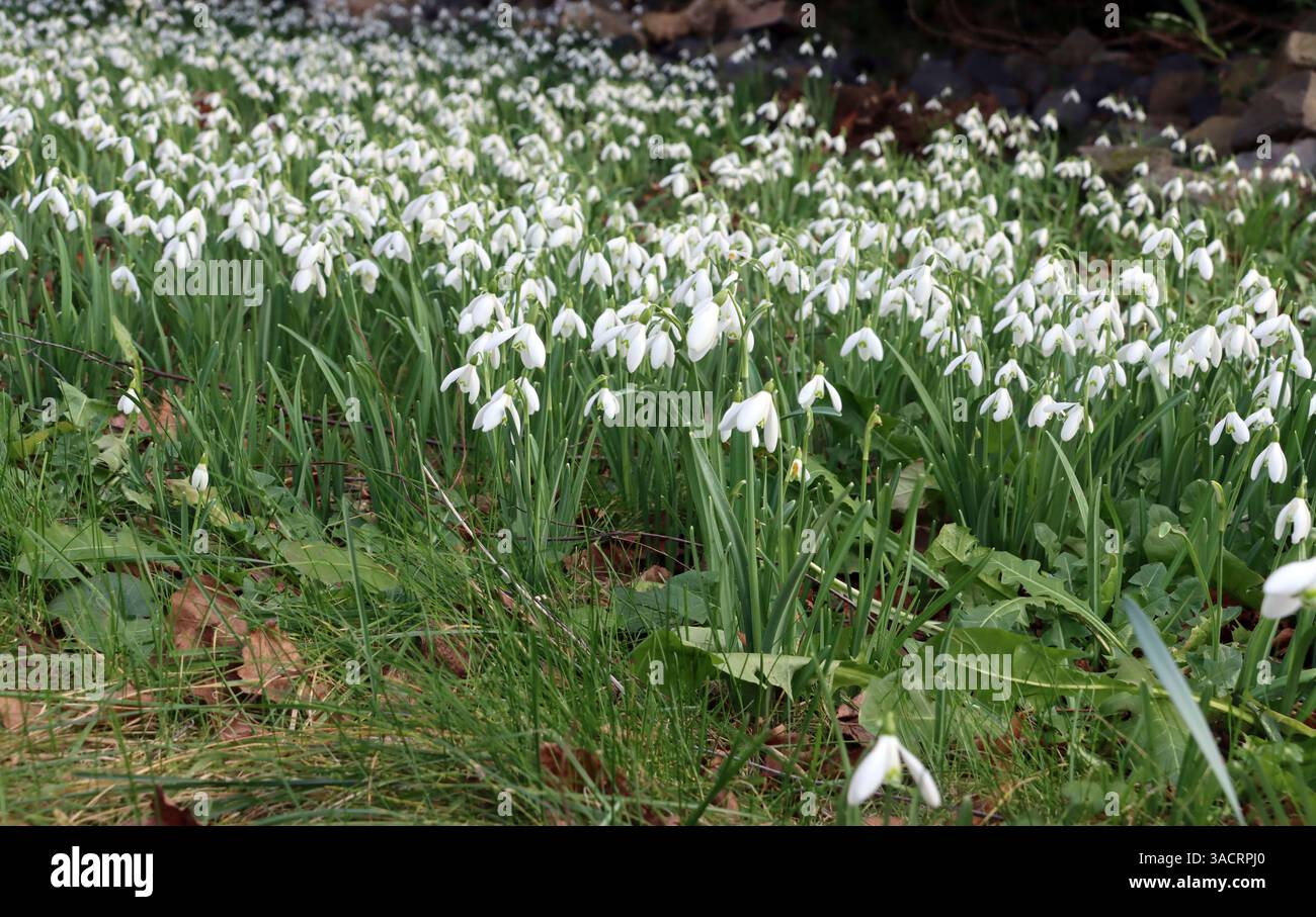 Botany snowdrop galanthus common hi-res stock photography and images ...