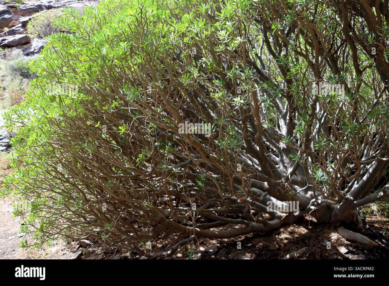 Balsam spurge Euphorbia balsamifera, Gran Canaria, Spain, San Agustin ...