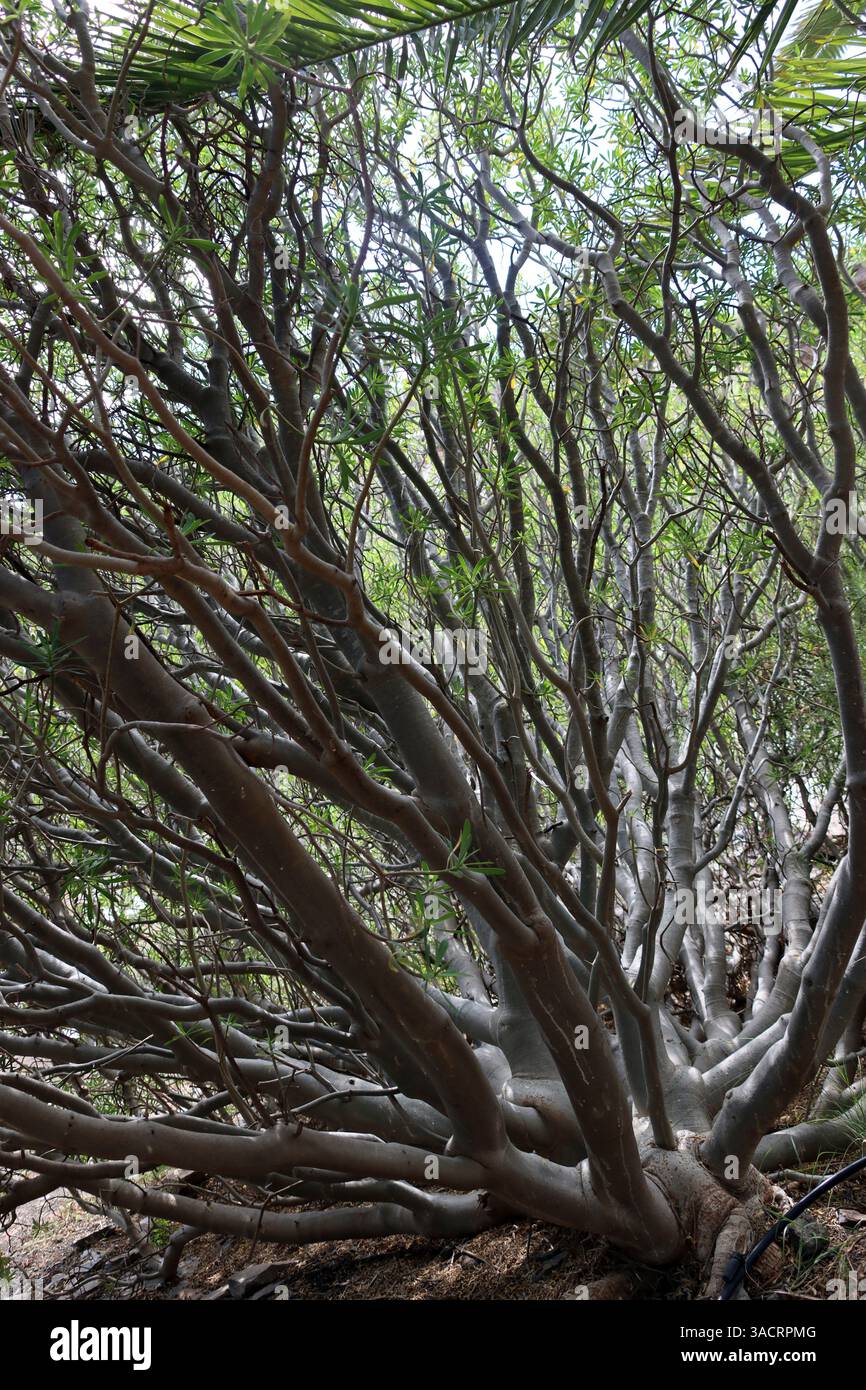 Balsam spurge Euphorbia balsamifera, Gran Canaria, Spain, San Agustin ...