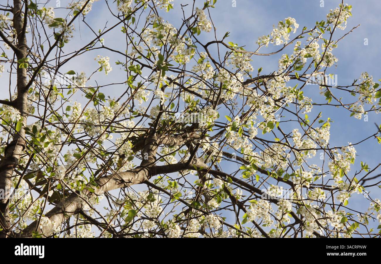 Fruit Trees in Bloom With Blossoms Closeup Stock Photo - Alamy