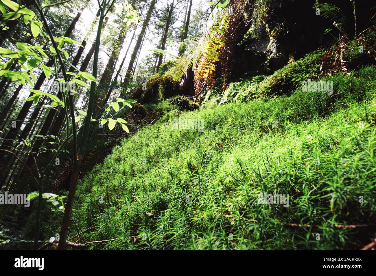 Microhabitats background hi-res stock photography and images - Alamy