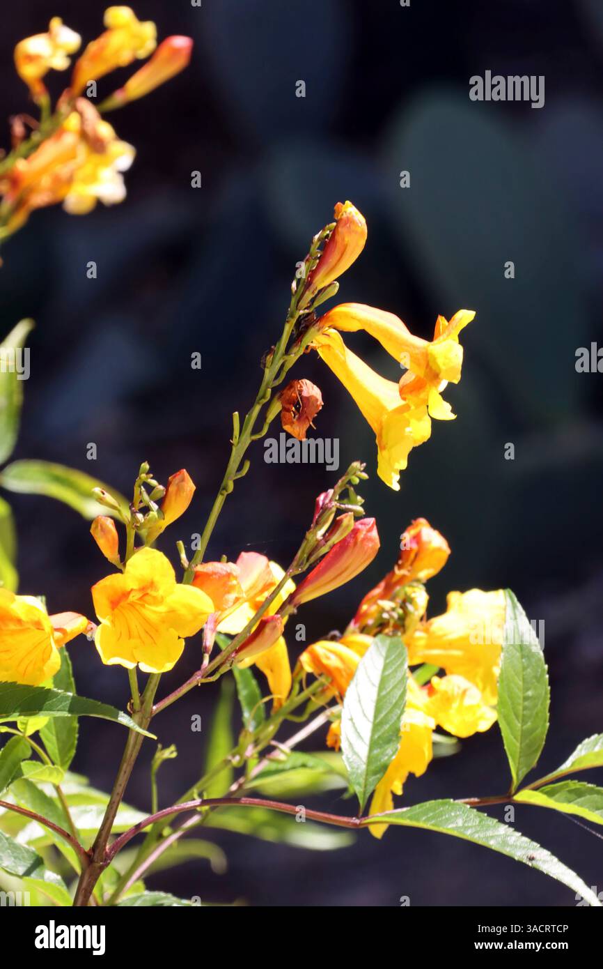 Yellow trumpet flower, yellow trumpet bush (Tecoma stans), Gran Canaria ...