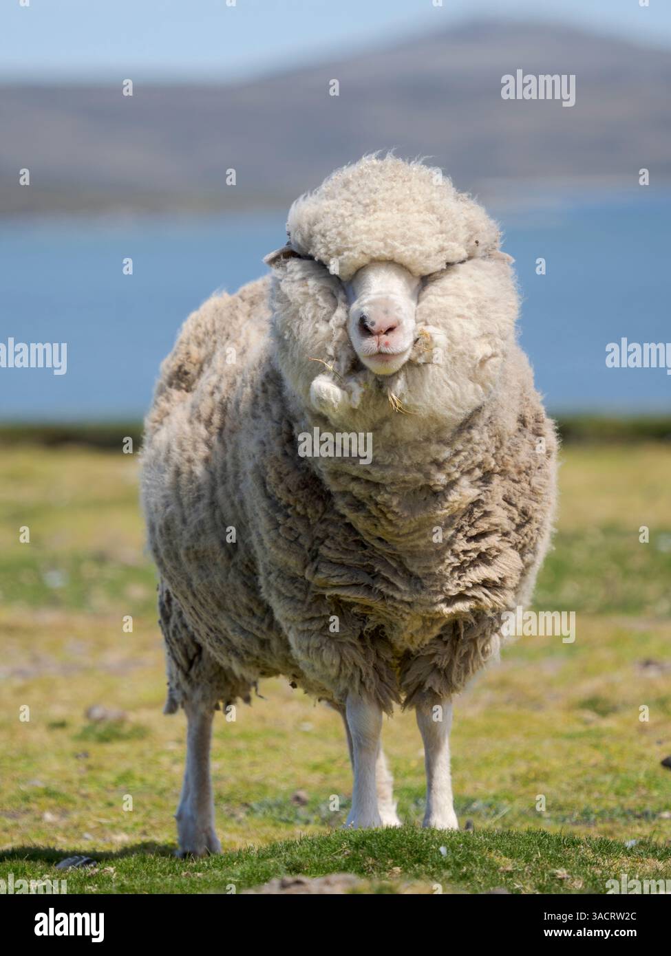 Merino sheep. Sheep farming is still of great economic importance to ...