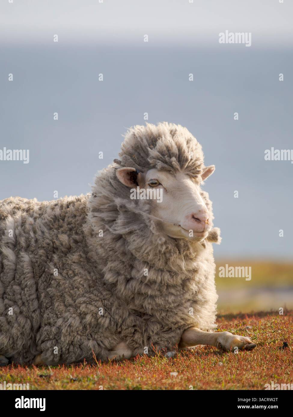 Merino sheep. Sheep farming is still of great economic importance to ...