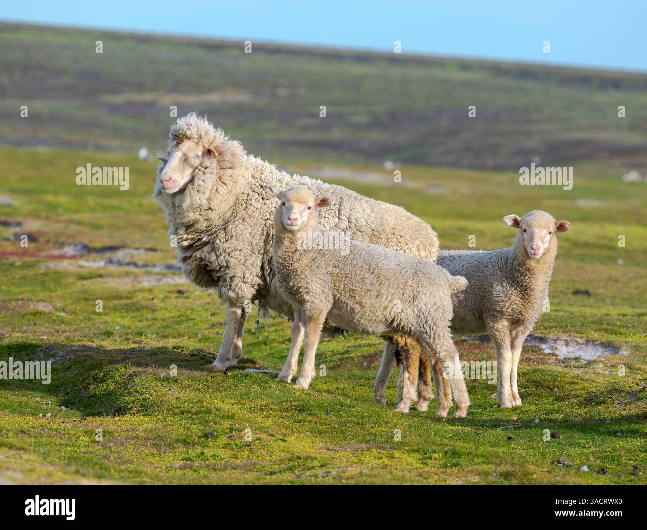 Merino sheep. Sheep farming is still of great economic importance to ...