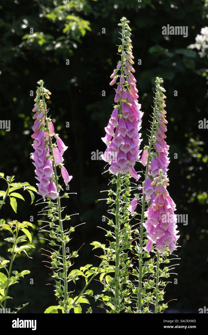 Red foxglove digitalis purpurea by the garden pond hi-res stock ...