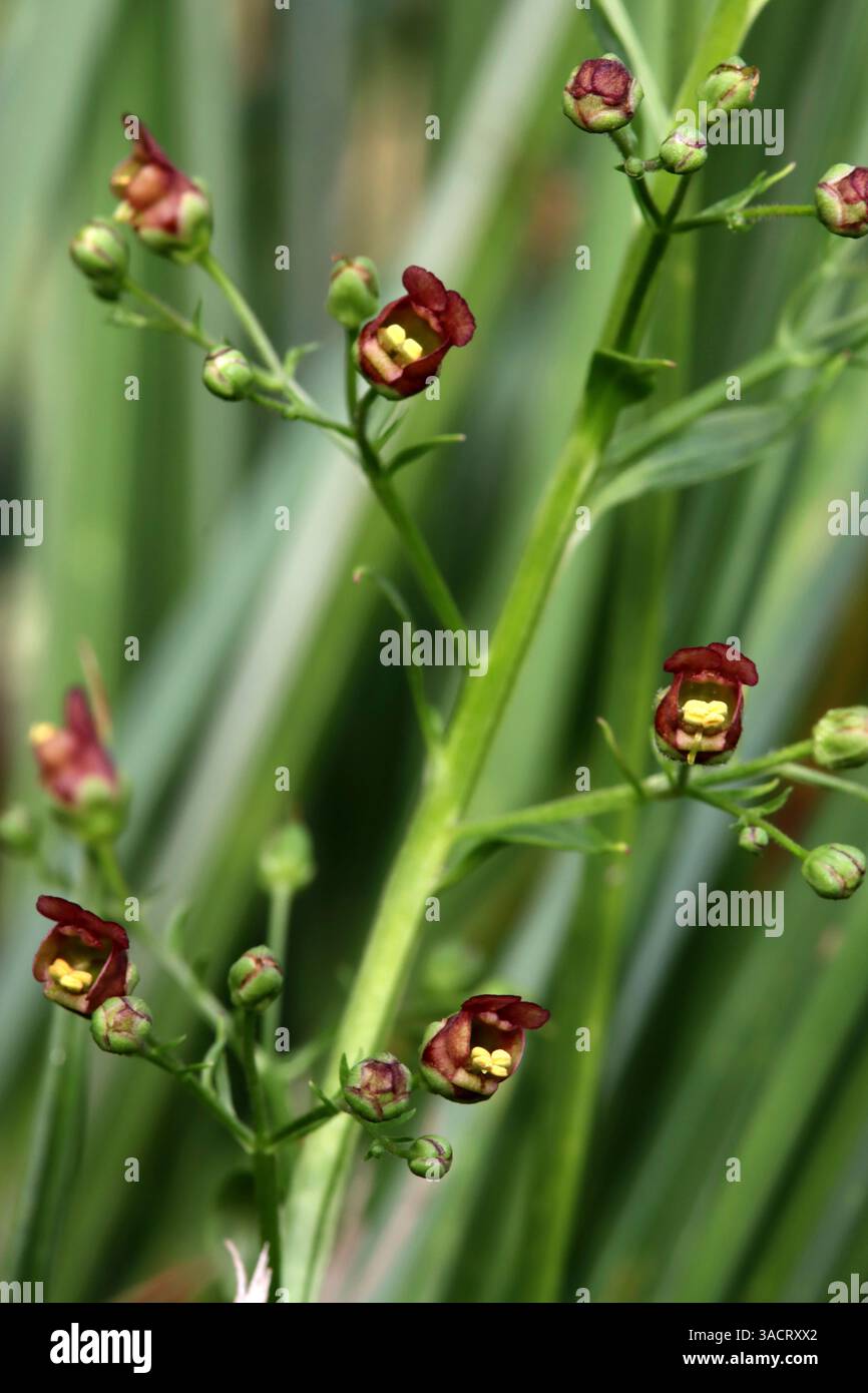 common figwort (Scrophularia nodosa) - flowering plant Stock Photo - Alamy