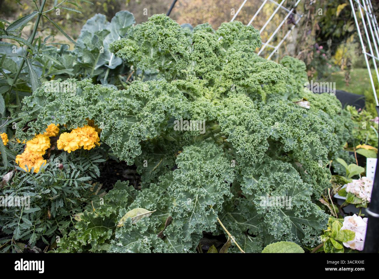 Curly kale brassica oleracea var sabellica plant in raised bed hi-res ...