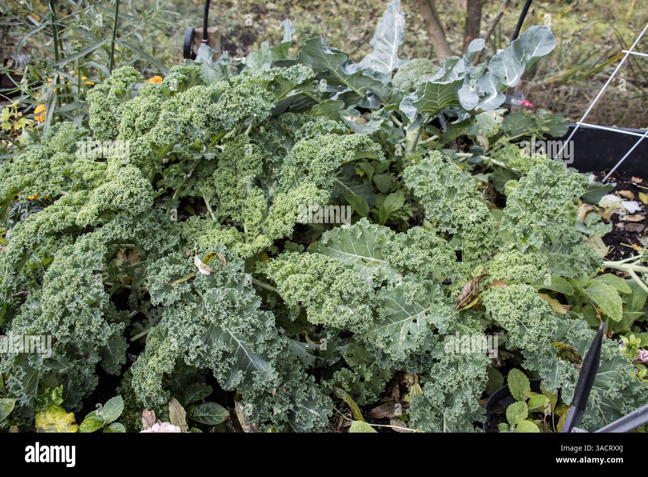 Kale brassica oleracea var sabellica plant in a raised bed hi-res stock ...