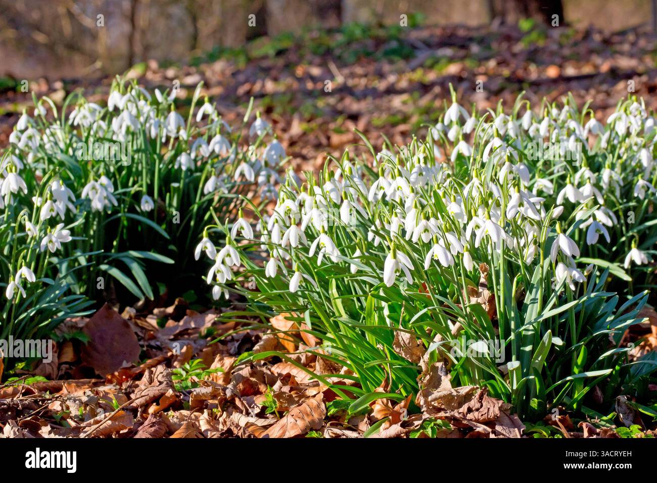 Snowdrop or Snowdrops (galanthus nivalis), close up showing clusters of ...