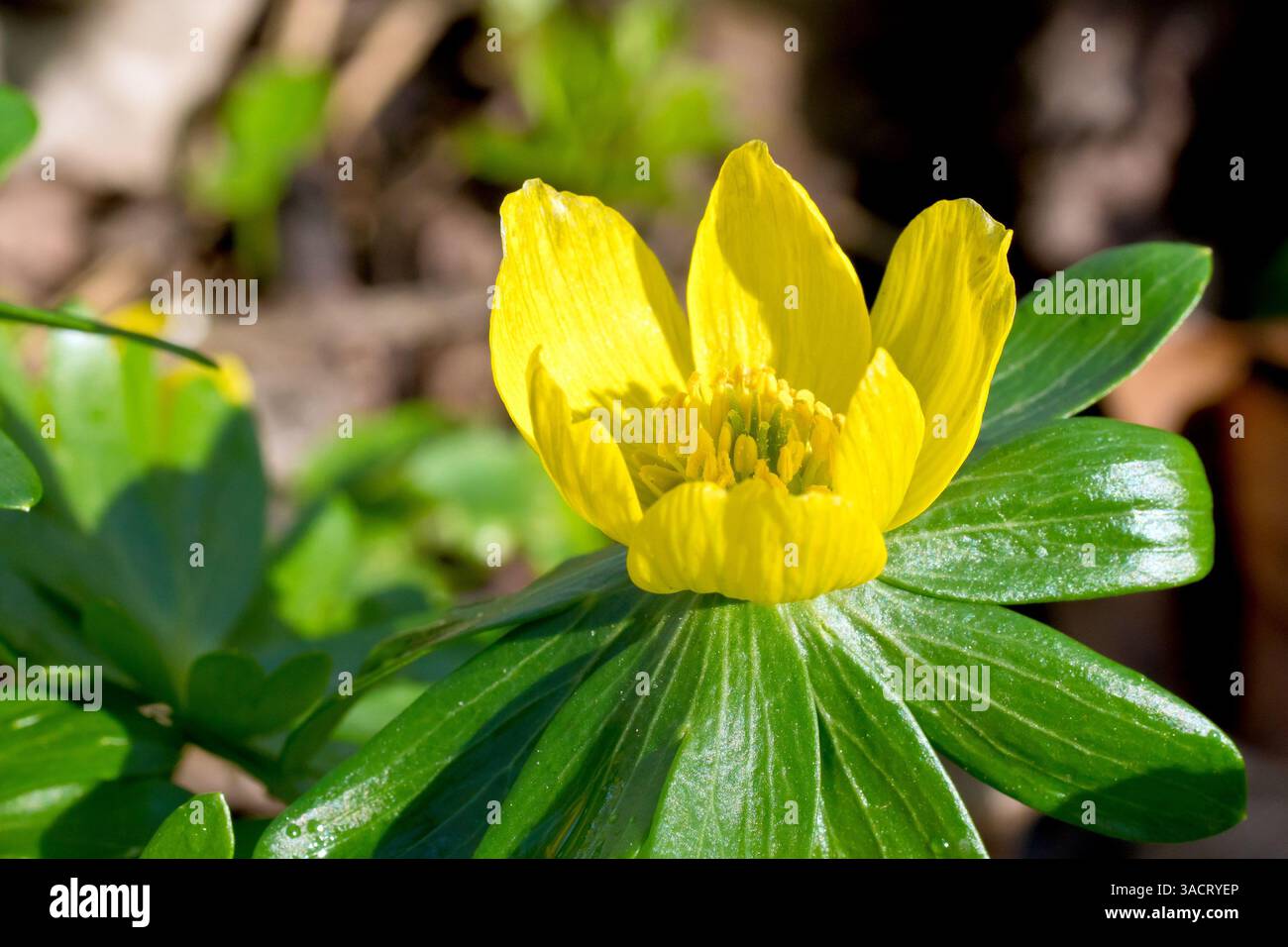 Winter Aconite (eranthis hyemalis), close up showing the yellow flower ...