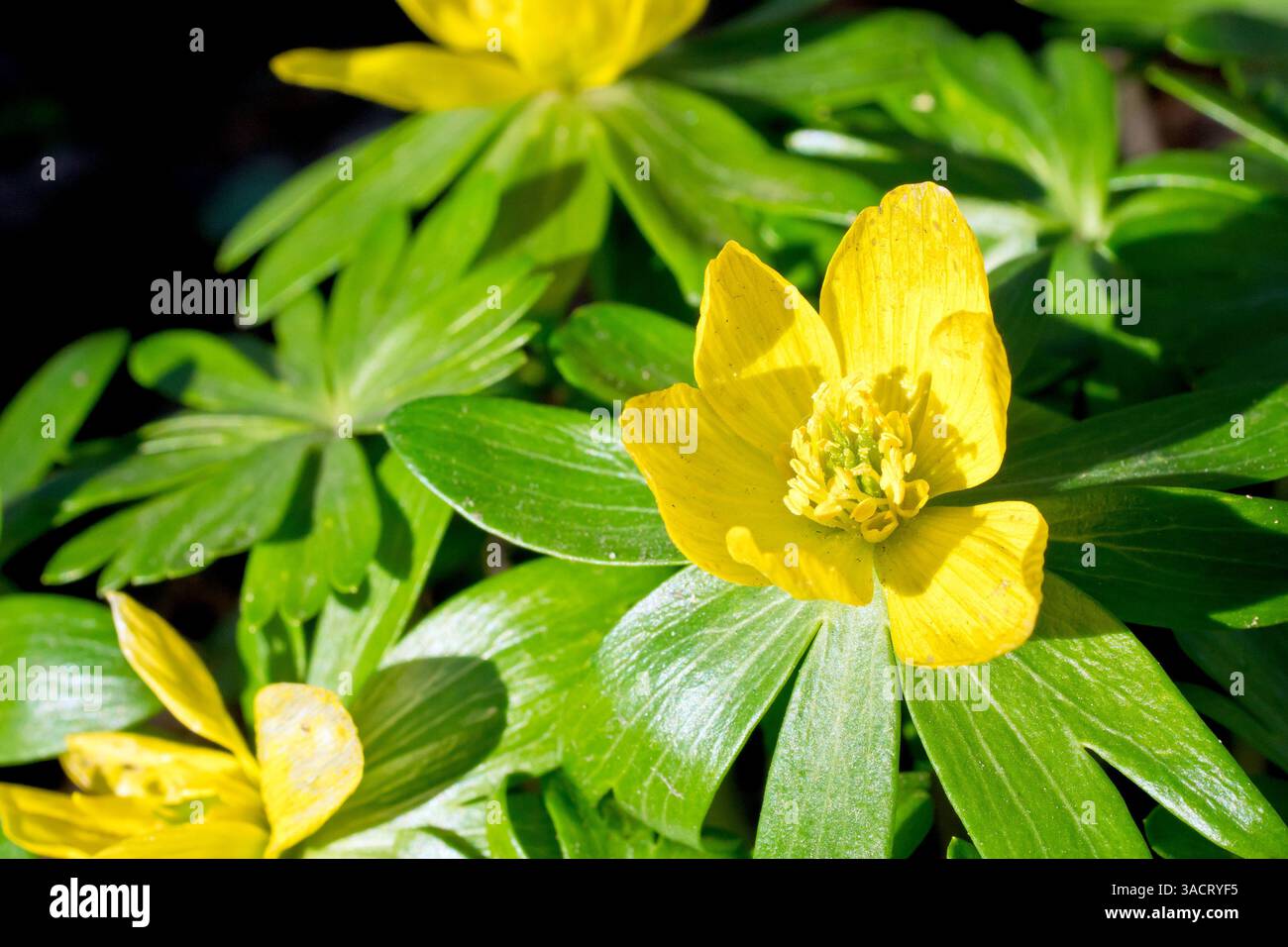 Winter Aconite (eranthis hyemalis), close up showing the yellow flower ...