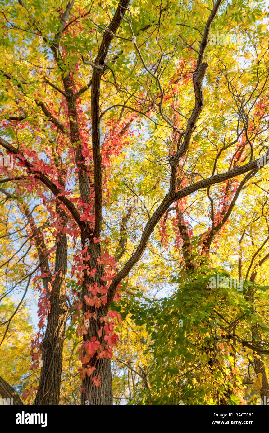 Fall Foliage. Ivy Wrapped around Tree Trunk and Branches. Victor, New ...