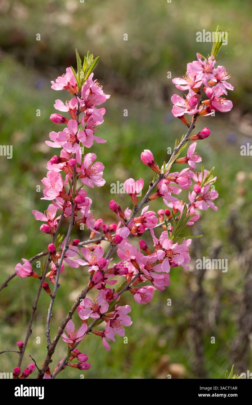 Flowering Russian dwarf almond (Prunus tenella speciosa) in the garden ...