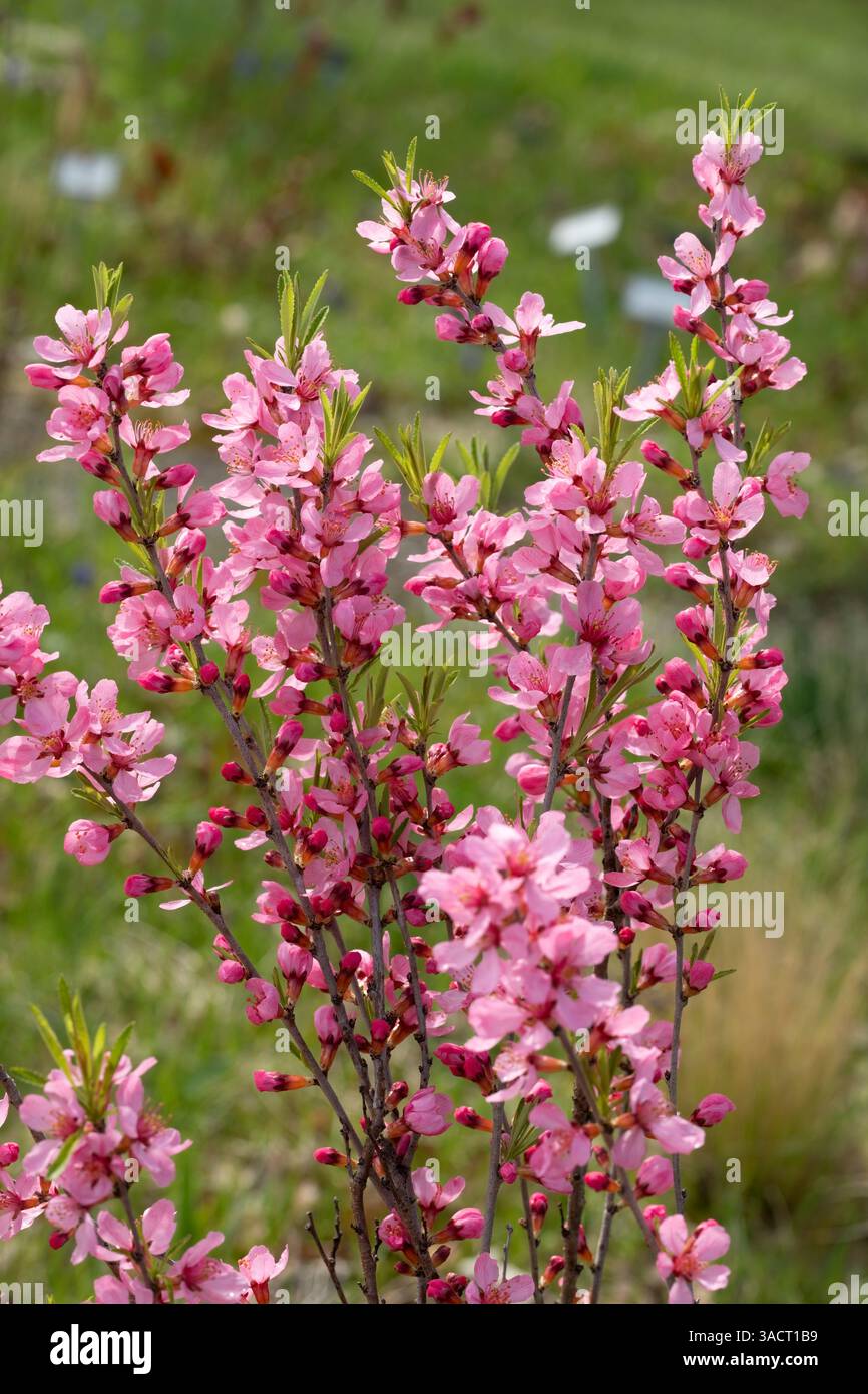 Flowering Russian dwarf almond (Prunus tenella speciosa) in the garden ...