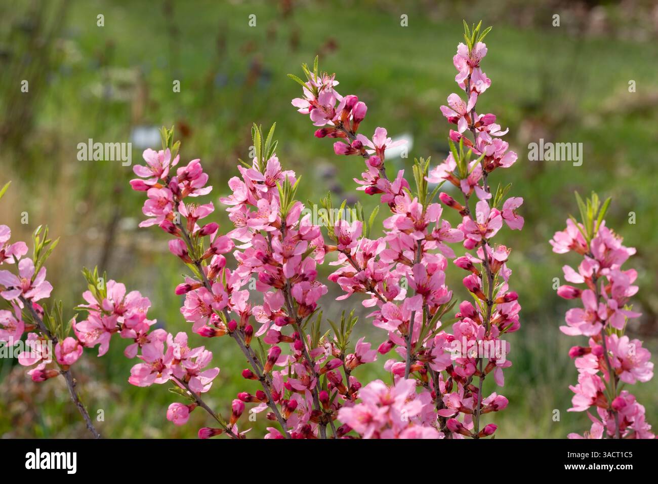 Flowering Russian dwarf almond (Prunus tenella speciosa) in the garden ...