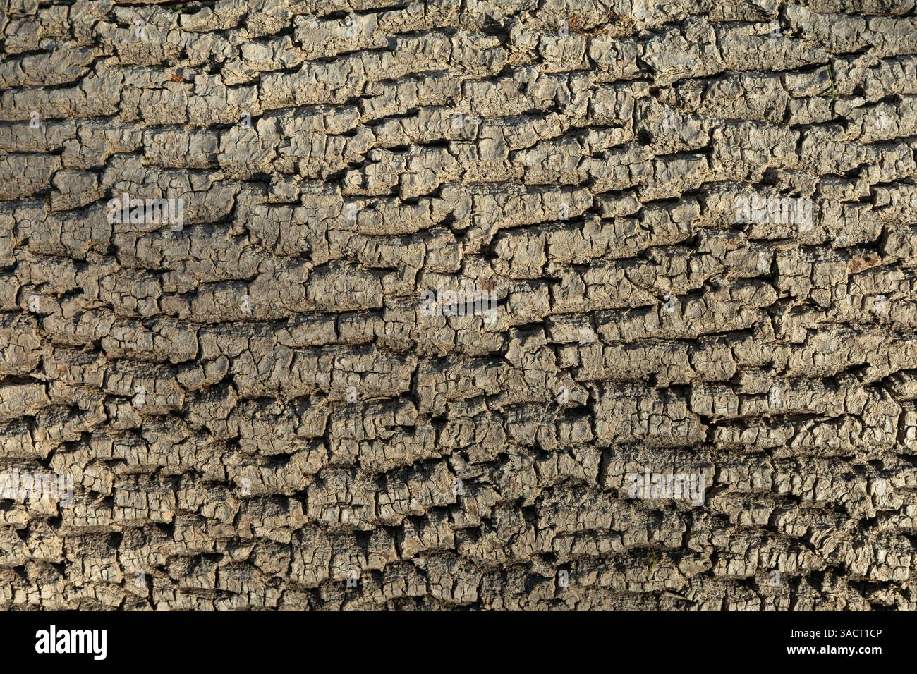 Ash tree bark as background Stock Photo - Alamy