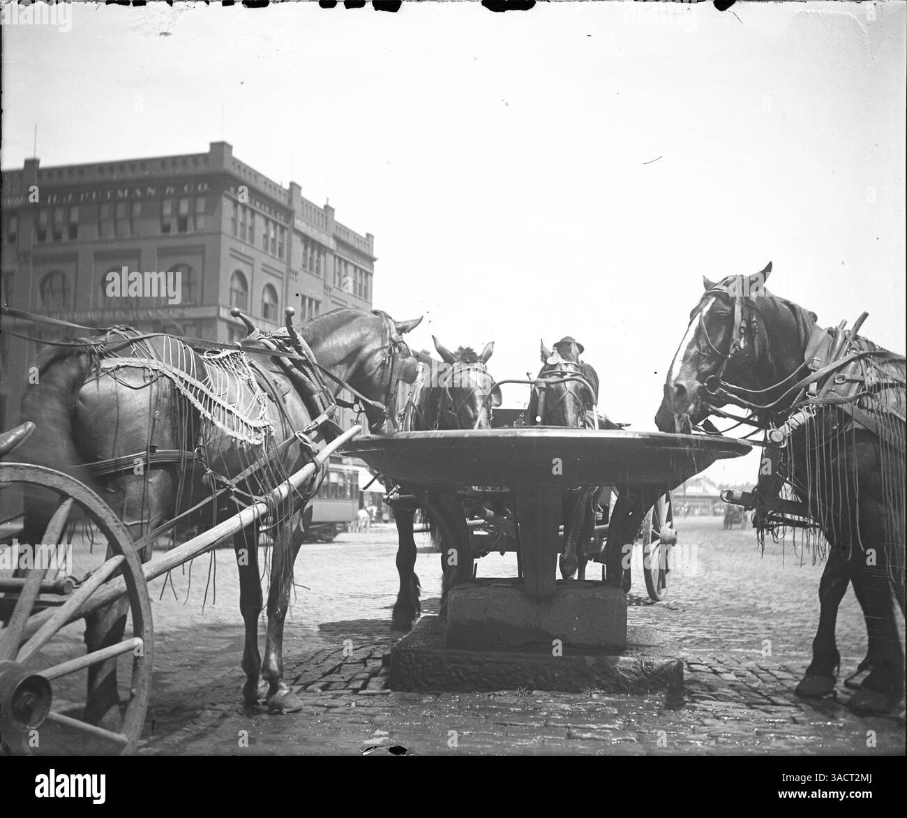A historical photo of horses at a watering trough in Bridge Square ...