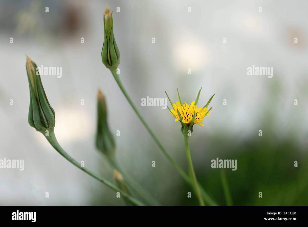 Big buckbeard (Tragopogon dubius) in the garden Stock Photo - Alamy