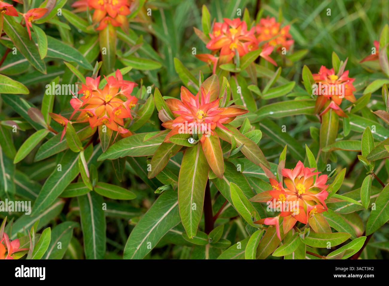 Euphorbia griffithii Fireglow (spurge Stock Photo - Alamy