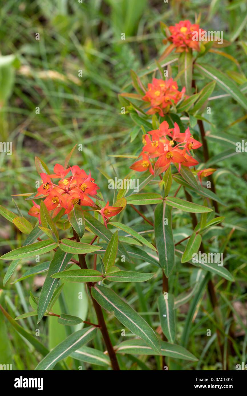 Euphorbia griffithii Fireglow (spurge Stock Photo - Alamy