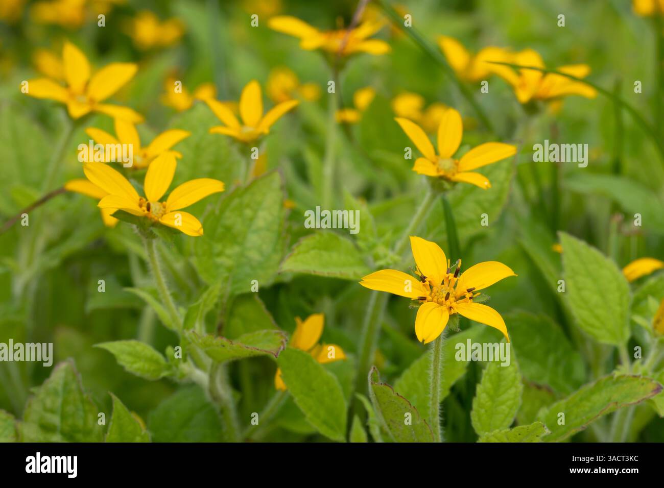 Chrysogonum virginianum (Virginia gold basket Stock Photo - Alamy