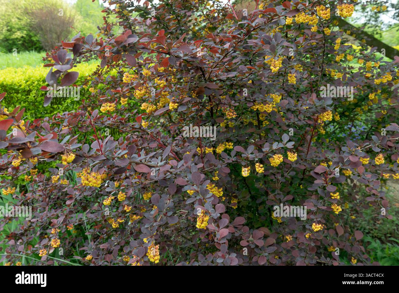 Red hedge barberry (Berberis thunbergii Atropurpurea Stock Photo - Alamy