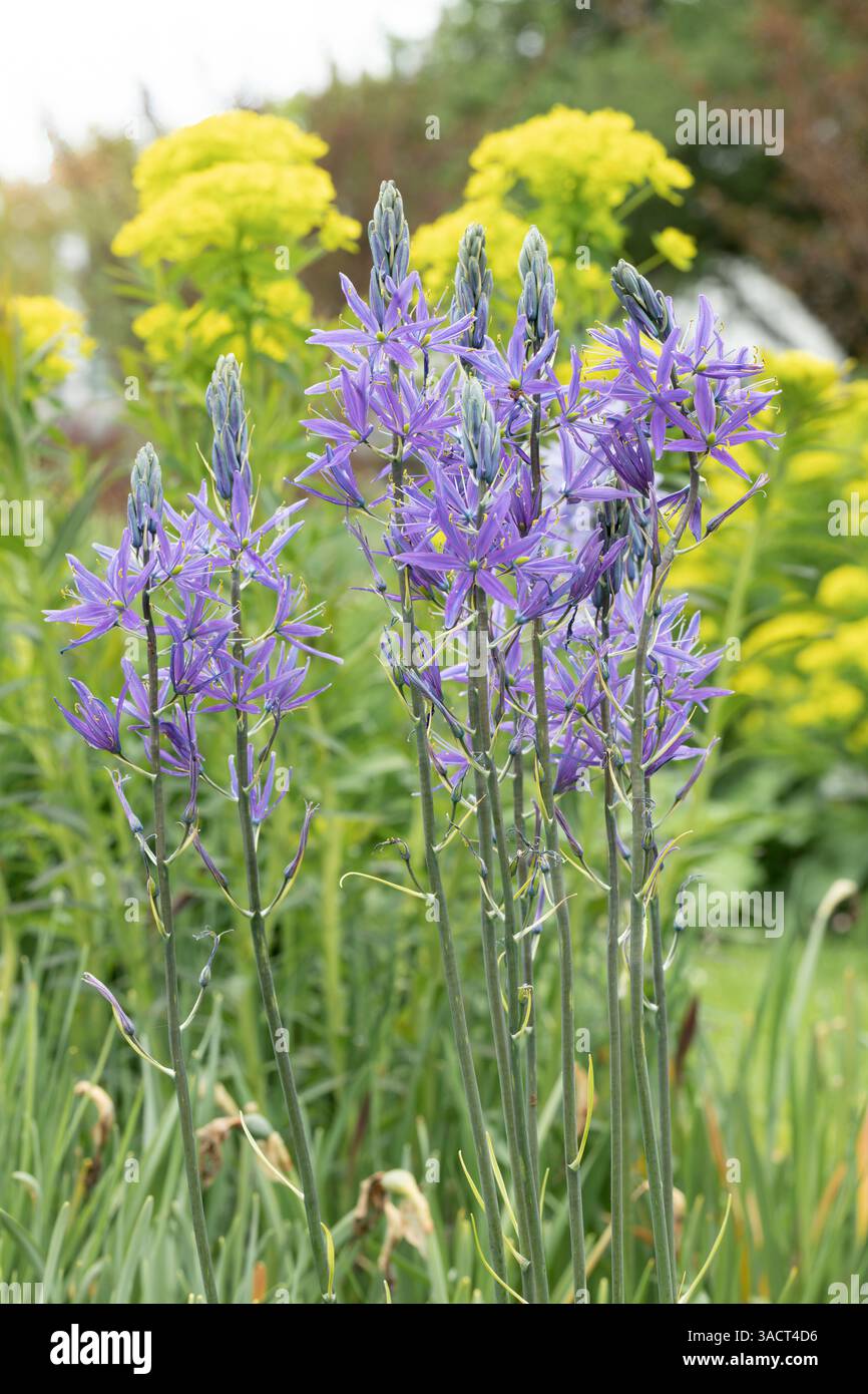 Leichtlin's prairie lily (Camassia leichtlinii Caerulea Stock Photo - Alamy