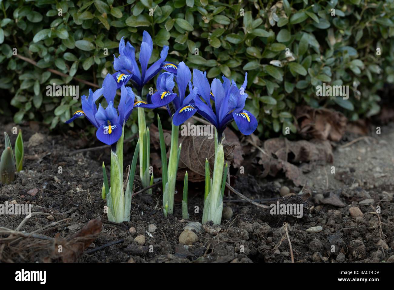 Dwarf iris flowering in hi-res stock photography and images - Alamy