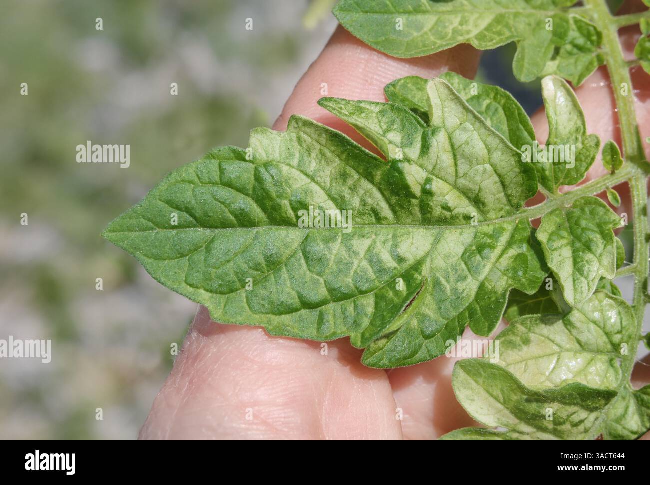 Gardener inspecting tomato plant leaf turned white. Close up. Tomato ...