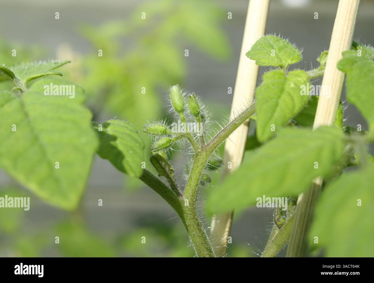 Tomato buds on tomato plant seedling. Close up, macro. Tomato plants ...