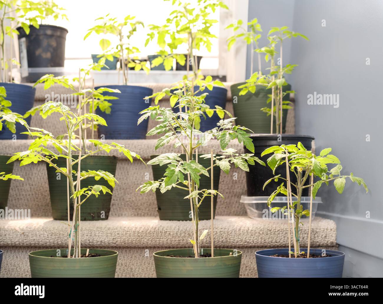 Young cherry tomato plants growing indoors. Many tomato seedlings on ...