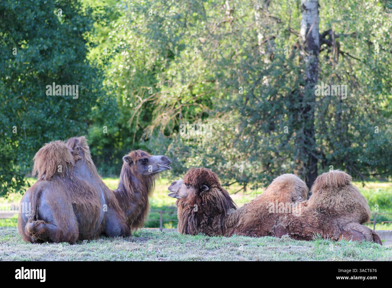 Two furry camels resting on a grassy field, surrounded by lush green ...