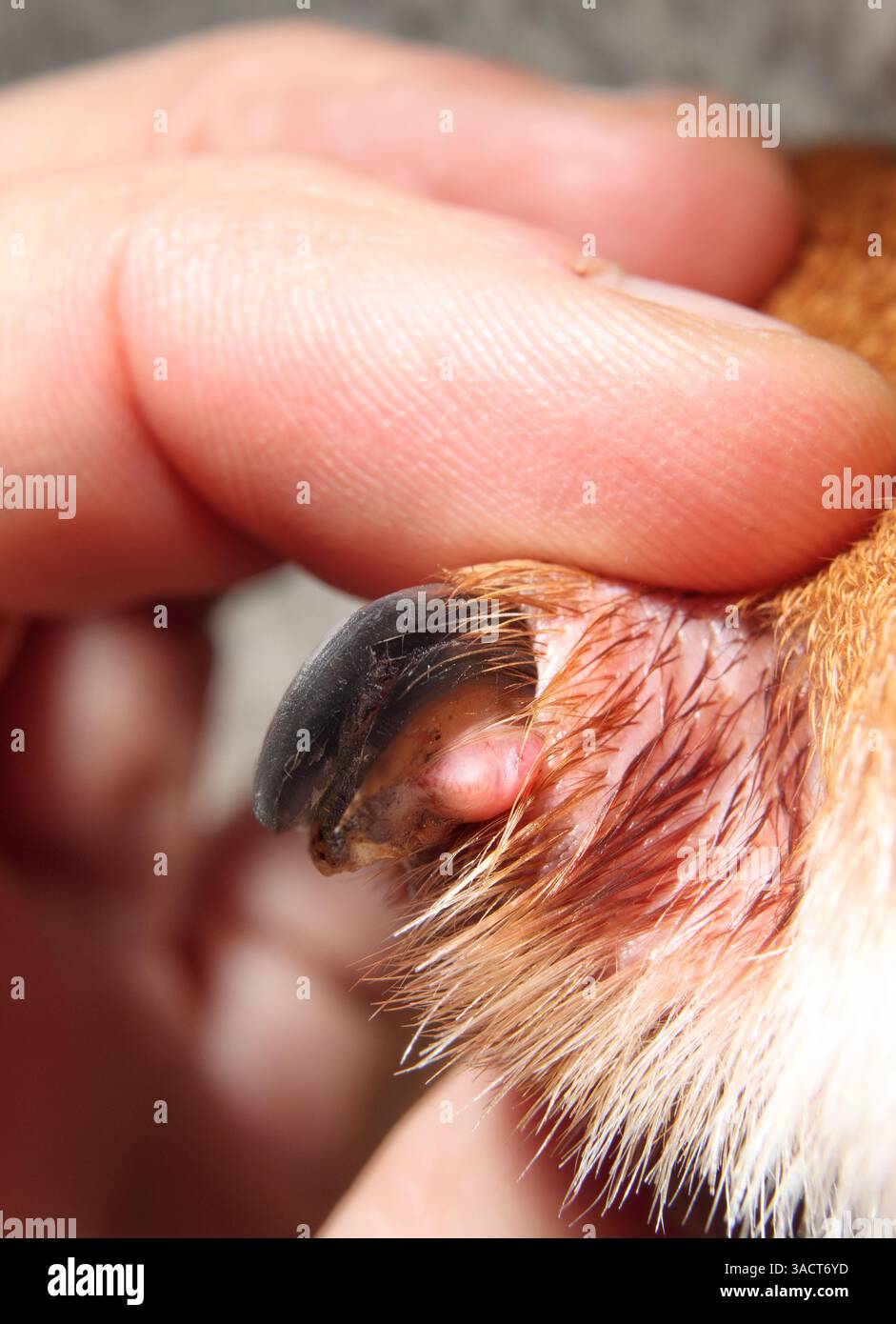 Small abscess on dog toe. Veterinarian medical examination of broken ...