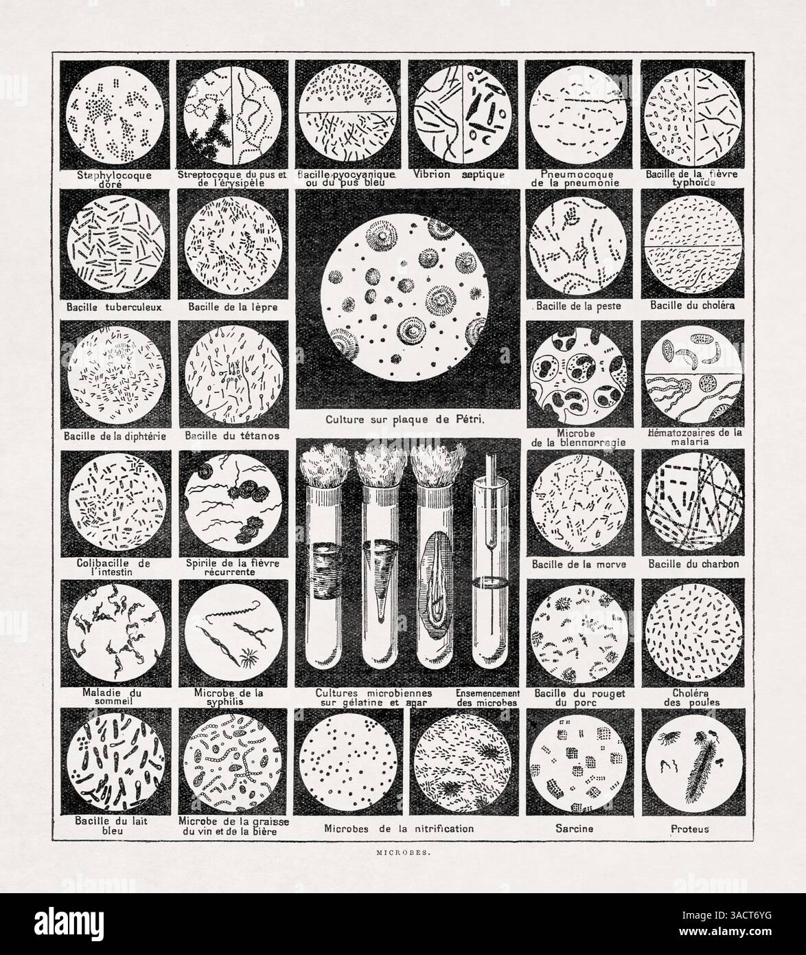 Microbiology laboratory 19th century hi-res stock photography and ...