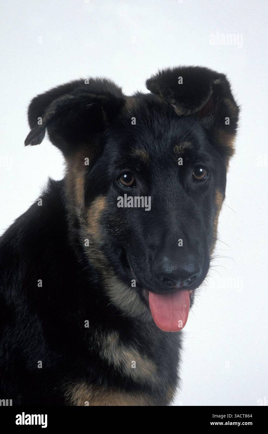 Apr 22, 1996; Los Angeles, CA, USA; German Shepherd puppy.. (Credit ...