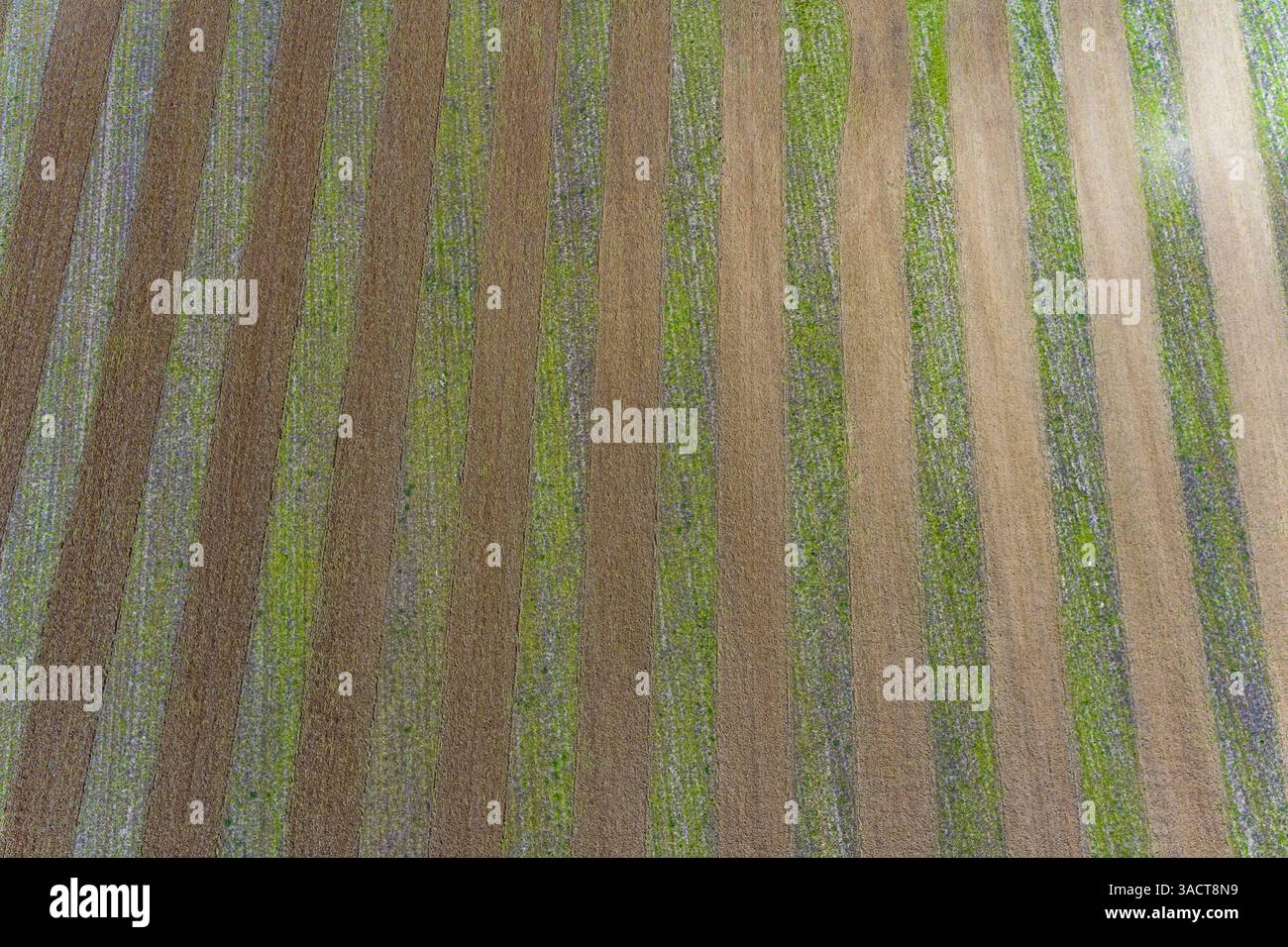 Farmer tilling ground in preparation for planting corn, Marion County ...